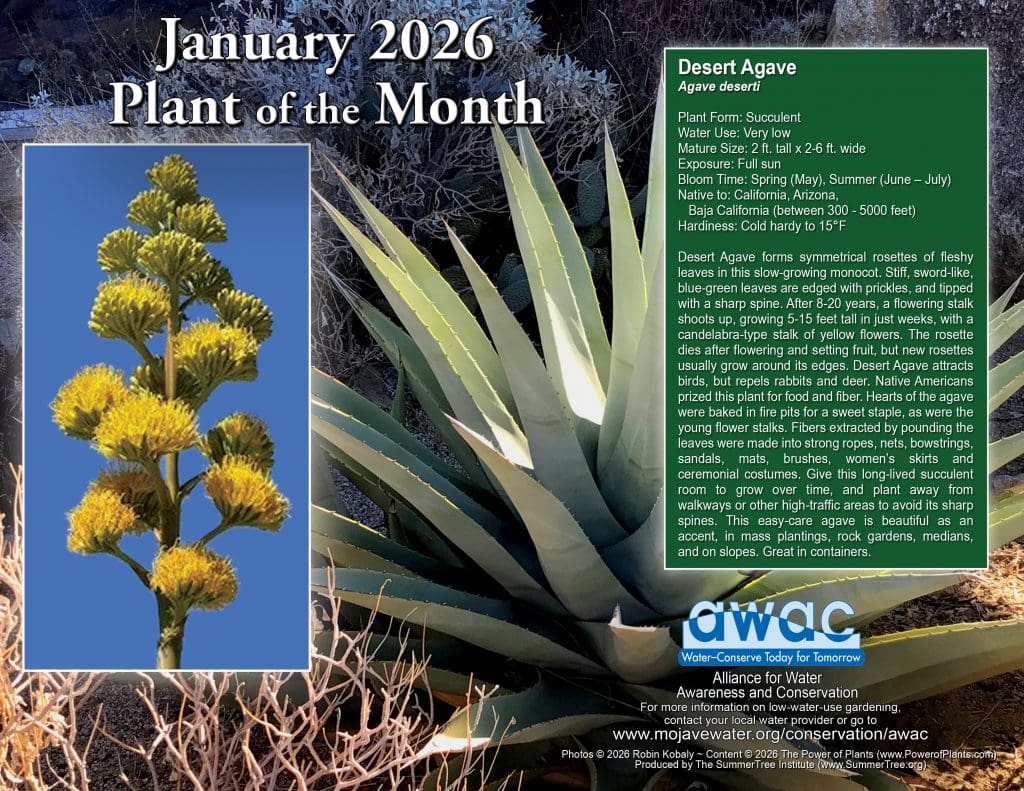 January Plant of the Month: Desert Agave “Agave deserti” – Public Works