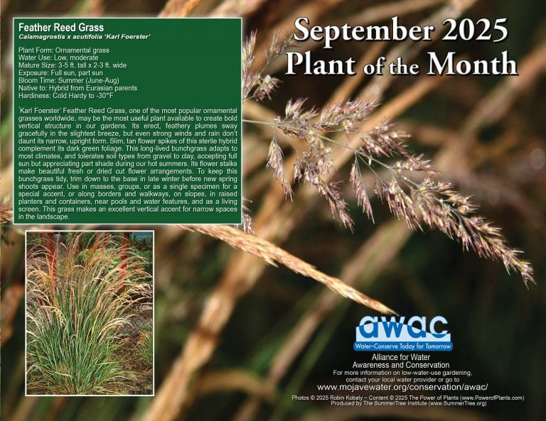 September Plant of the Month: Feather Reed Grass – Public Works
