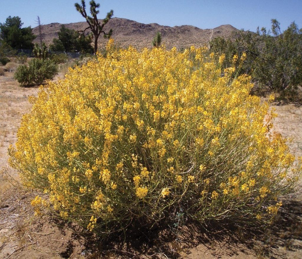 August 2022 Plant of the Month: Desert Senna – Public Works