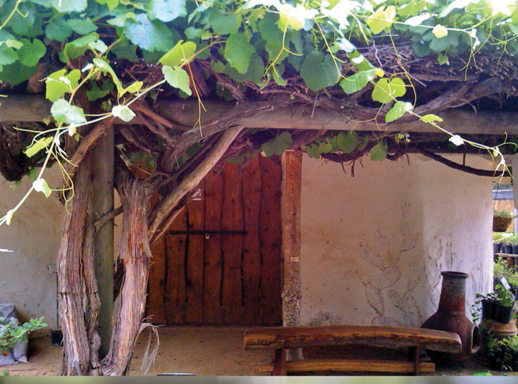 October 2022 Plant of the Month: Desert Wild Grape – Public Works