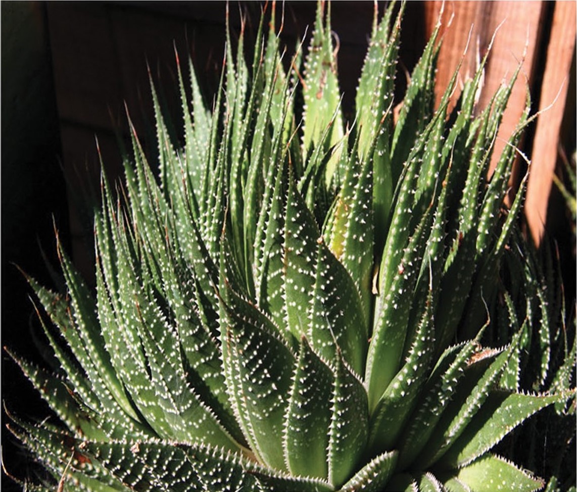 January 2023 Plant of the Month: Lace Aloe, Torch Plant – Public Works