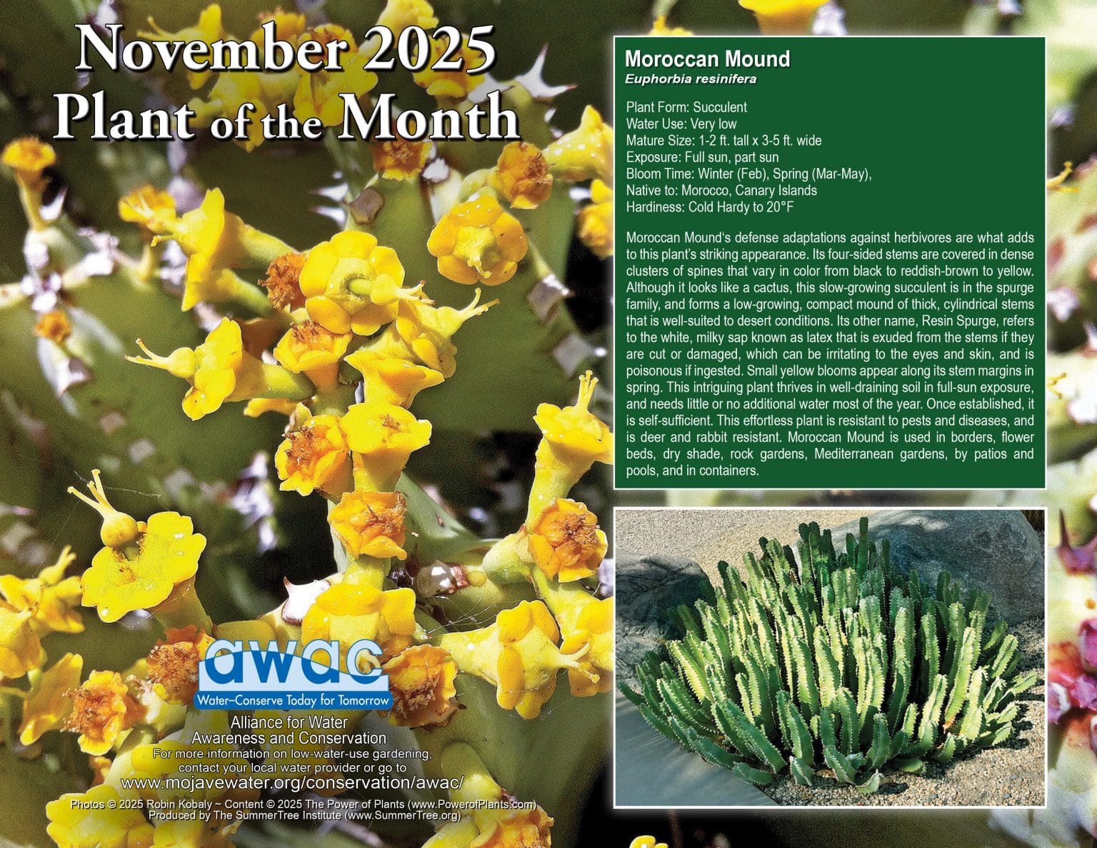 November Plant of the Month: Moroccan Mound “Euphorbia Resinifera ...